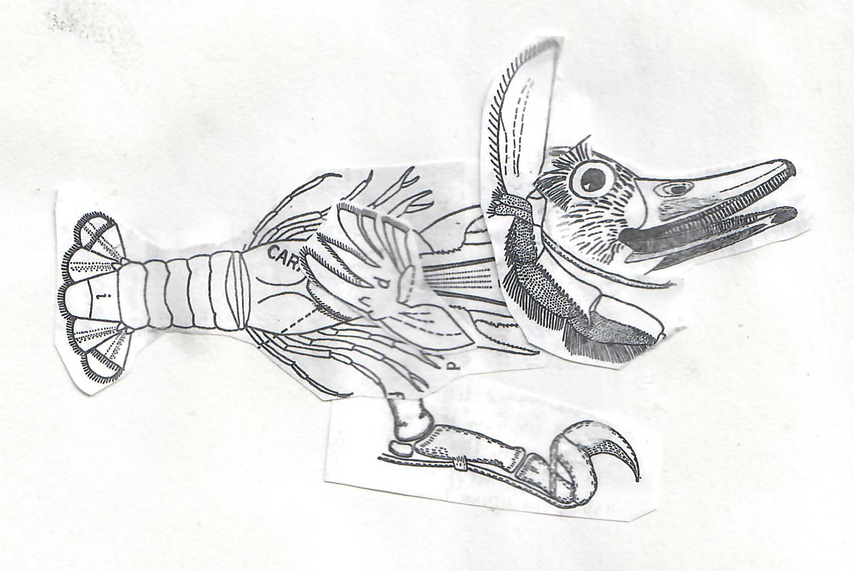 Photomontage Creatures - Mark-Making Exercises